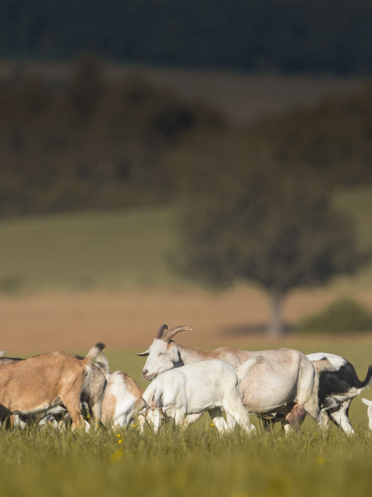 Oman's First Online Butcher | 2-Hour Delivery - Muscat Livestock